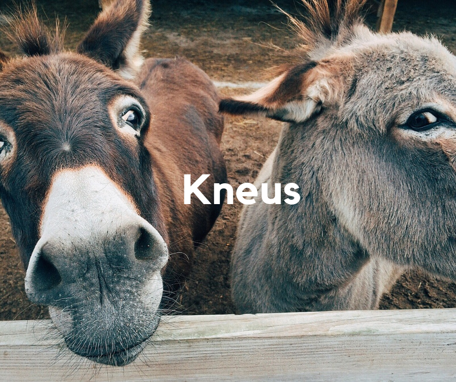 Kneus - Dikscommuniceert - Het plaatje van jezelf